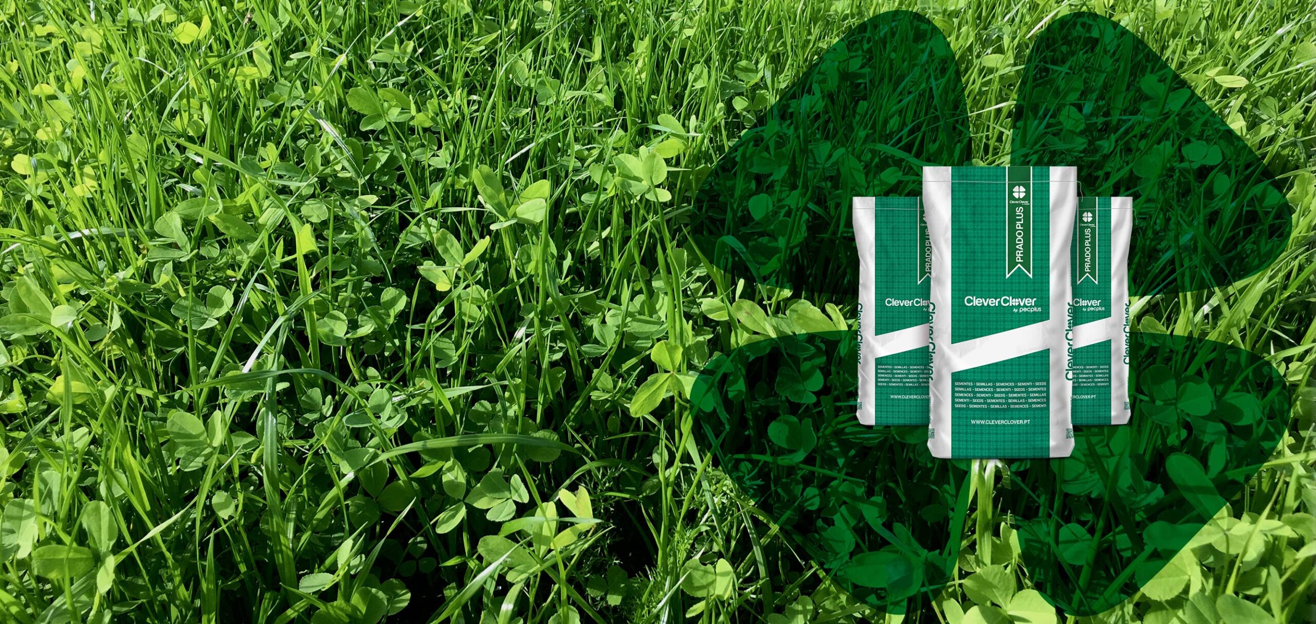 Clever Clover – Clever Clover una marca de semillas Pecplus