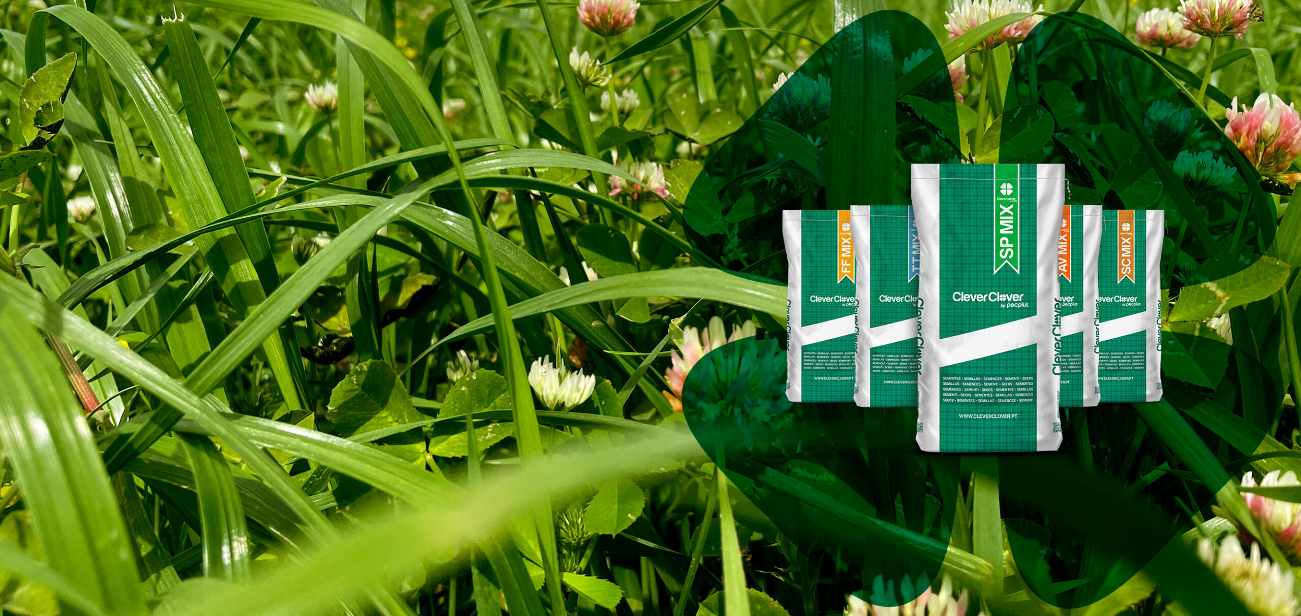 Clever Clover – Clever Clover una marca de semillas Pecplus
